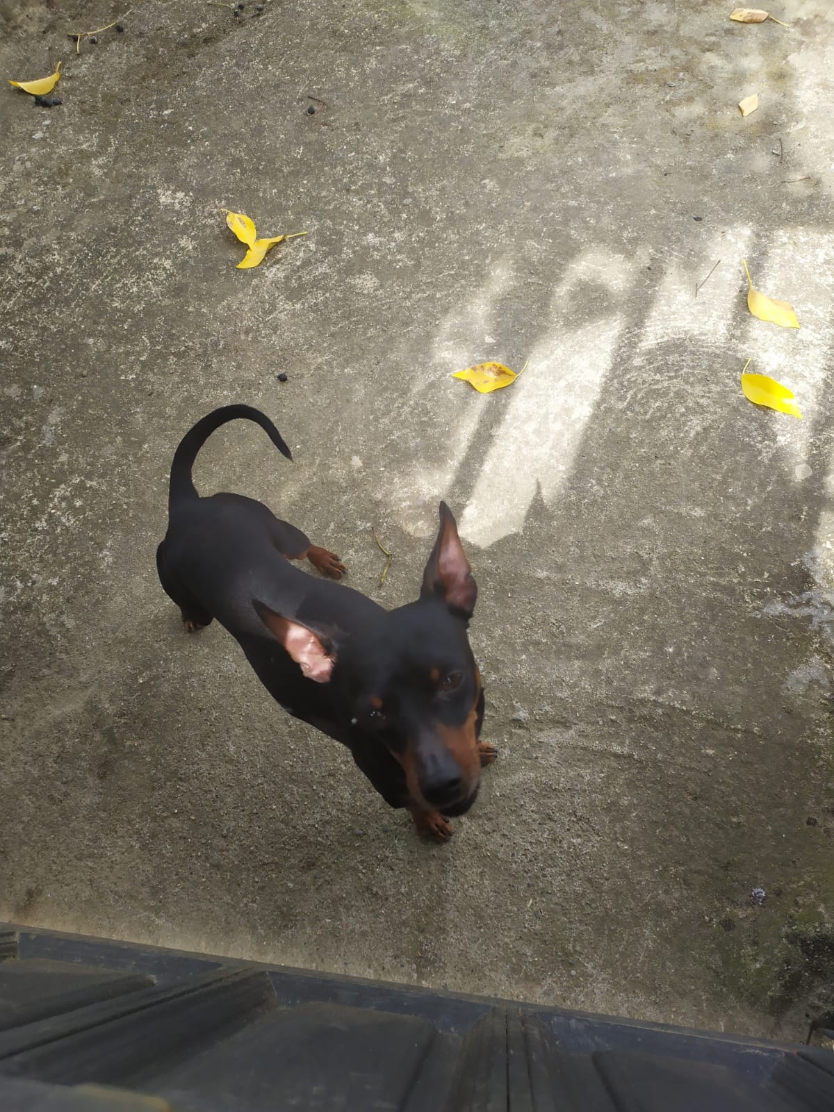 PERRO EXTRAVIADO EN ZONA AVENIDA EXTREMADURA