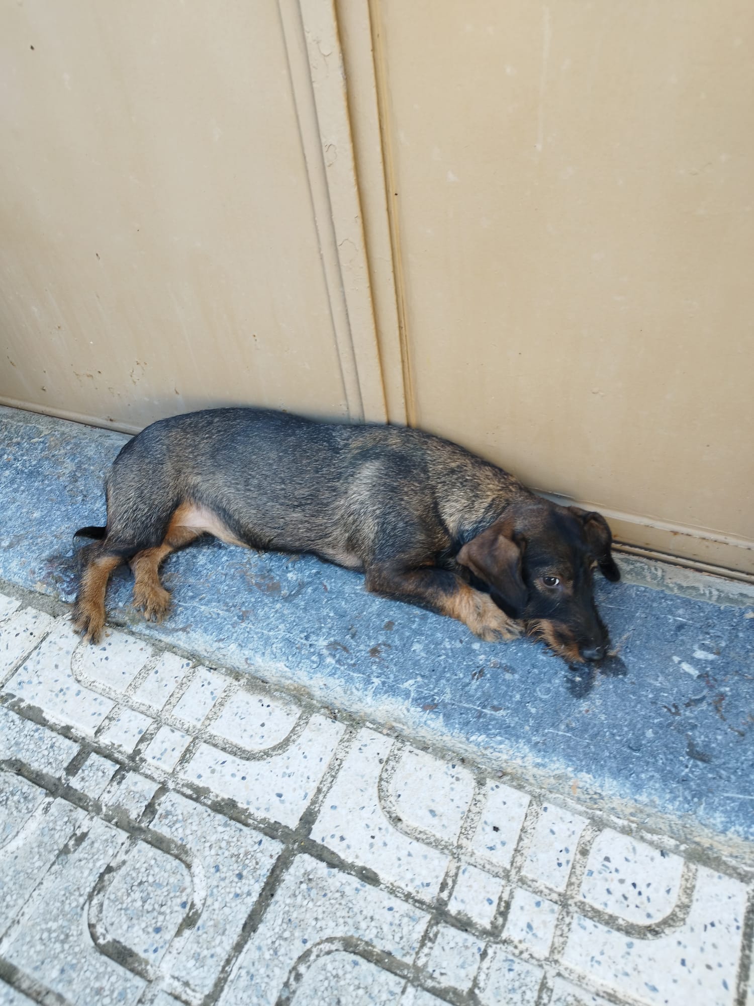 PERRO PERDIDO