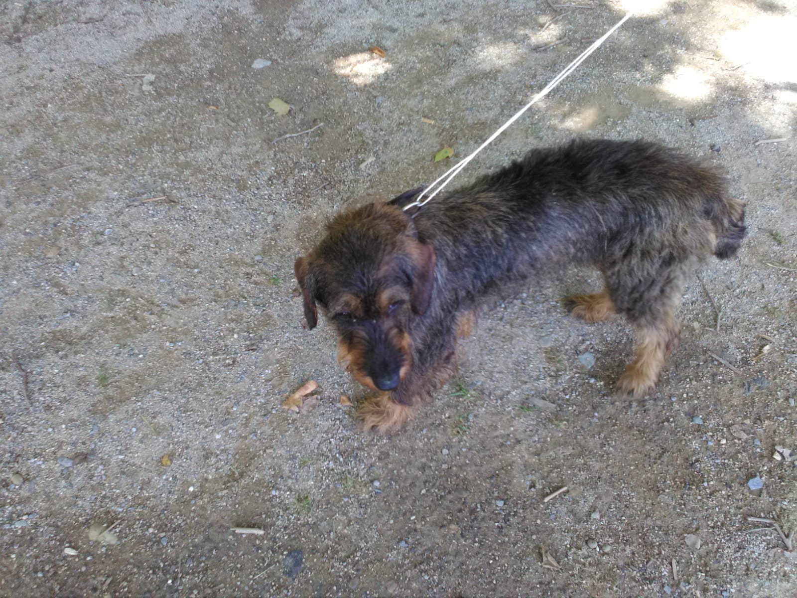 PERRO EXTRAVIADO EN LA PLAYA FLUVIAL: