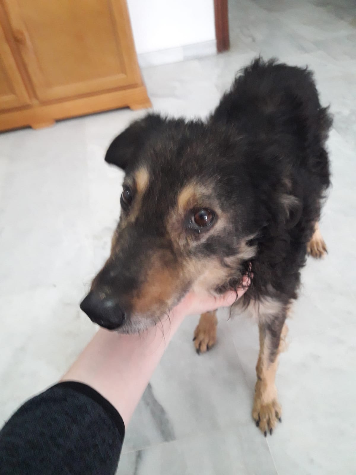 PERRO PERDIDO