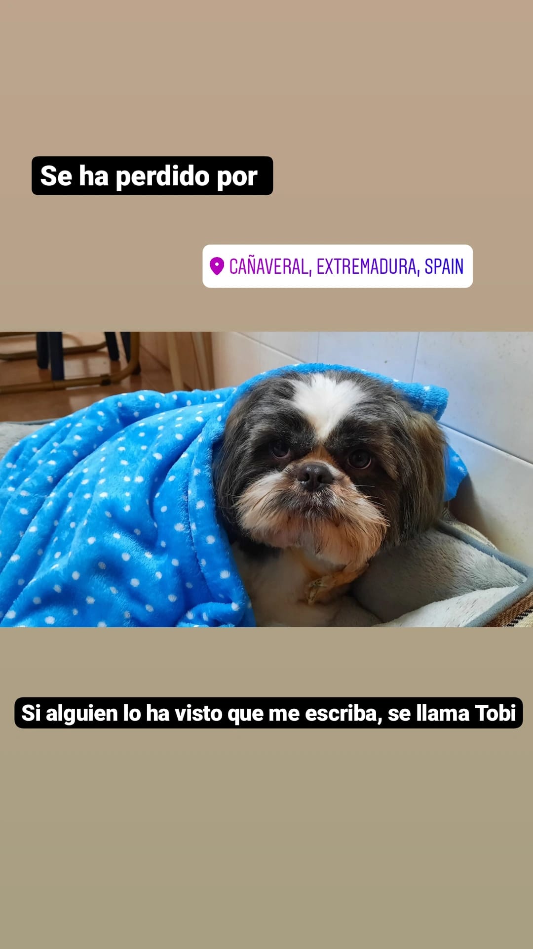 Perro perdido