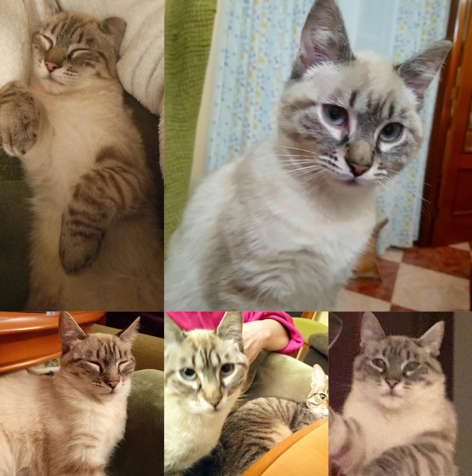 GATO PERDIDO