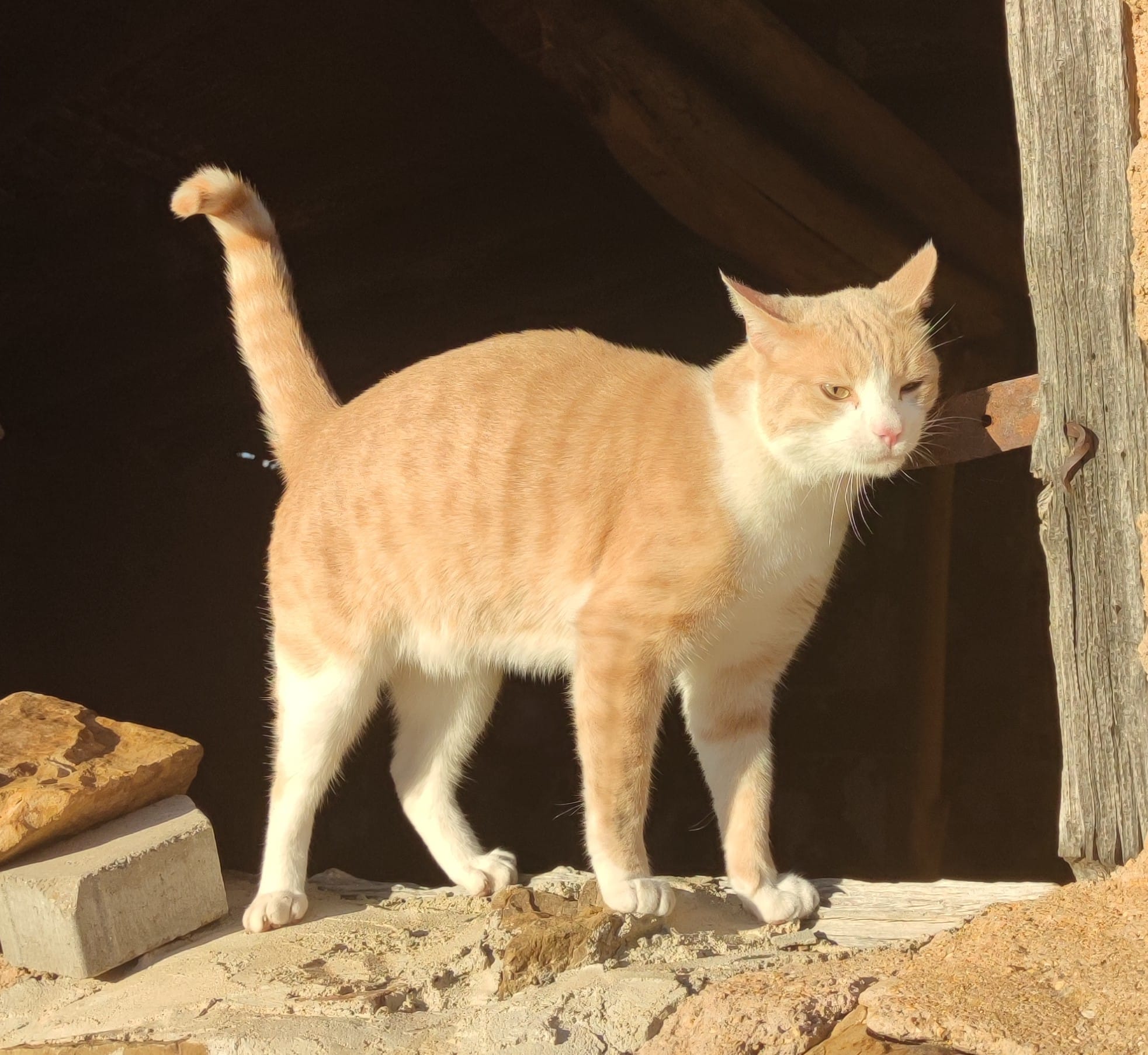 Gato perdido